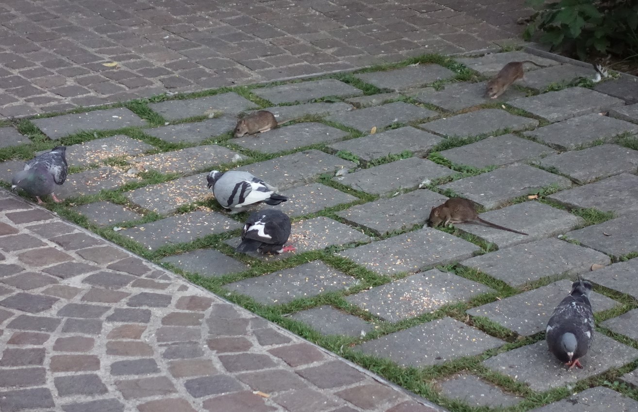 Westeuropas Flüsse, die letzte Fahrt der Aida Aura (7. Teil) // Rouen ...